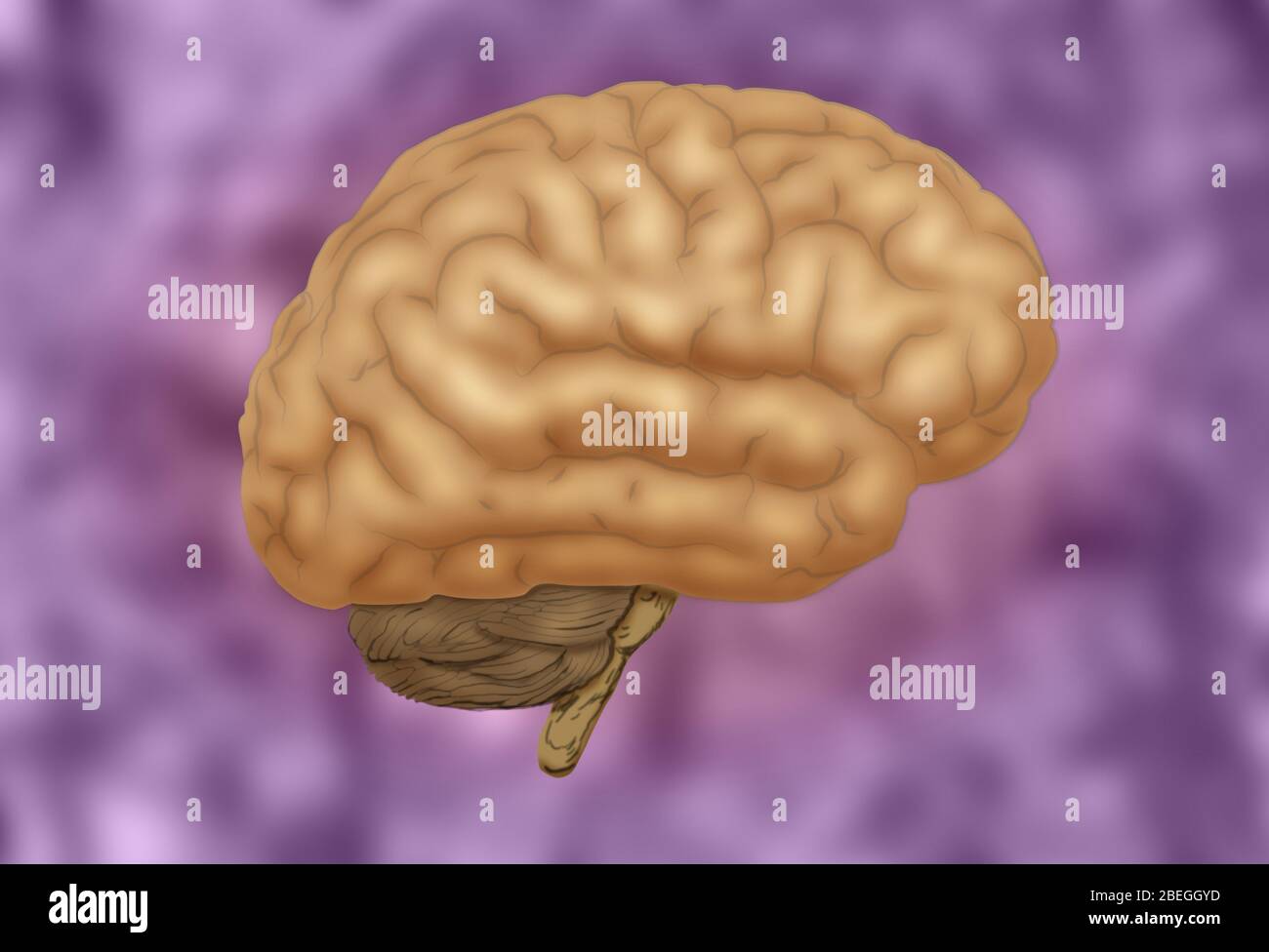 Human brain anatomy hi-res stock photography and images - Alamy