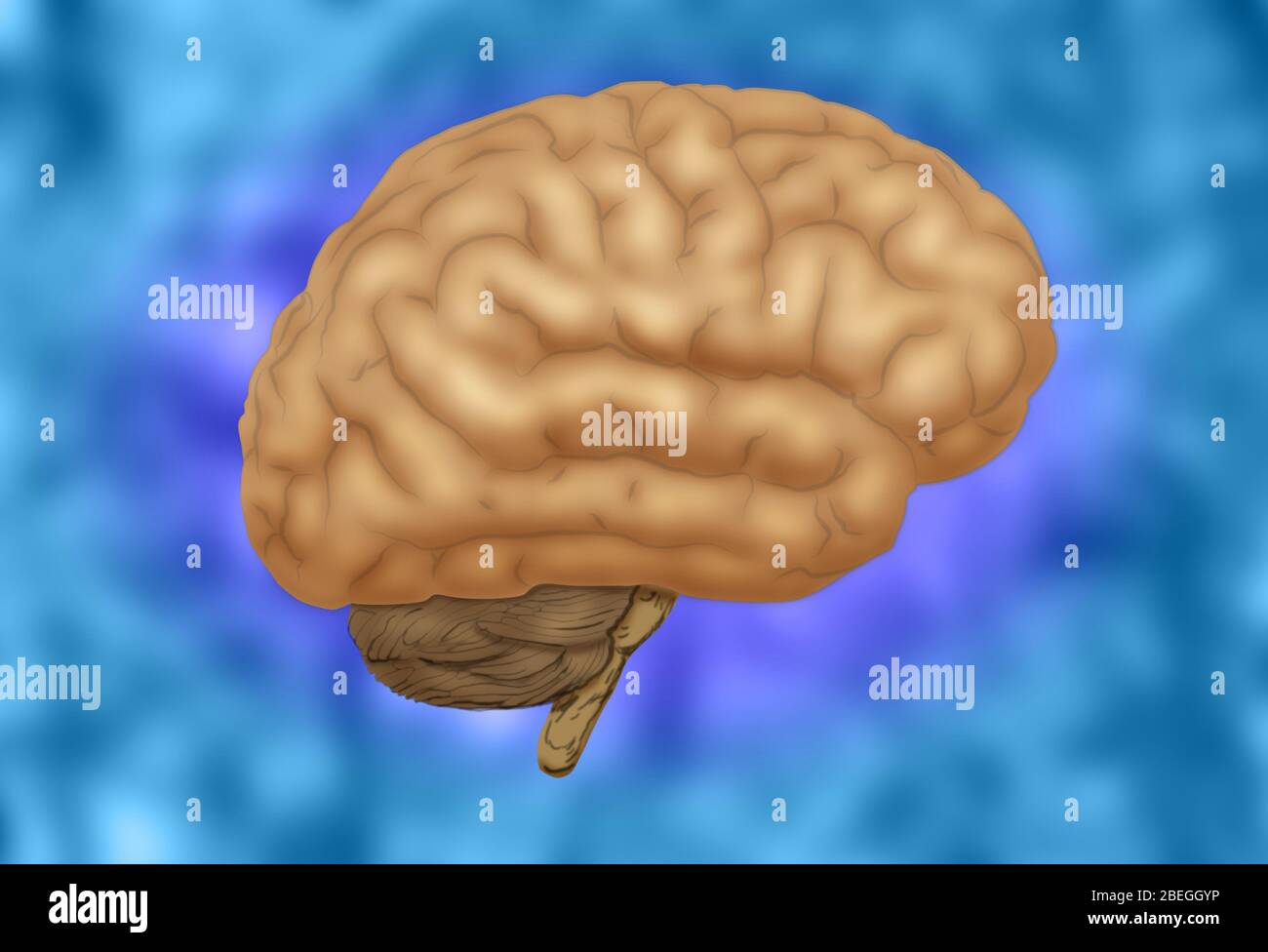 Human brain cerebral cortex hi-res stock photography and images - Alamy