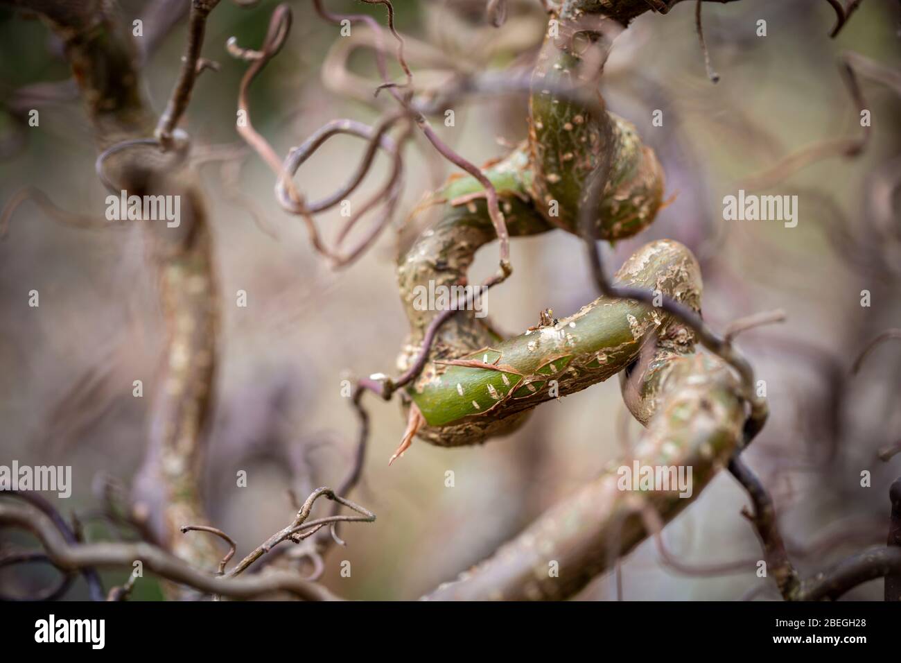Twisted hazel in spring Stock Photo - Alamy