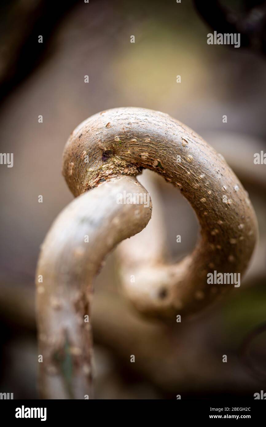 Twisted hazel in spring Stock Photo - Alamy