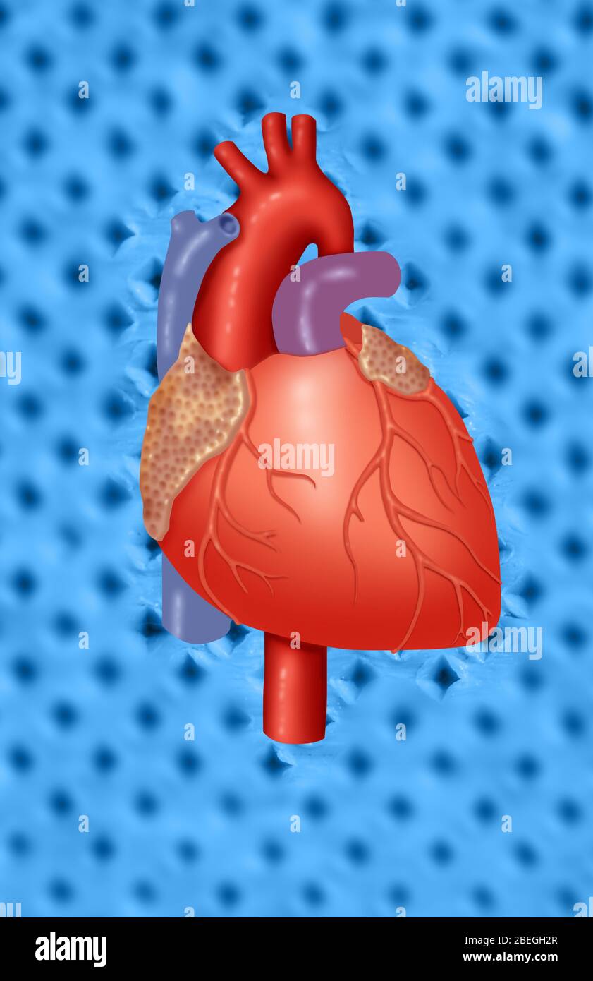 Human heart circulatory system hi-res stock photography and images - Alamy