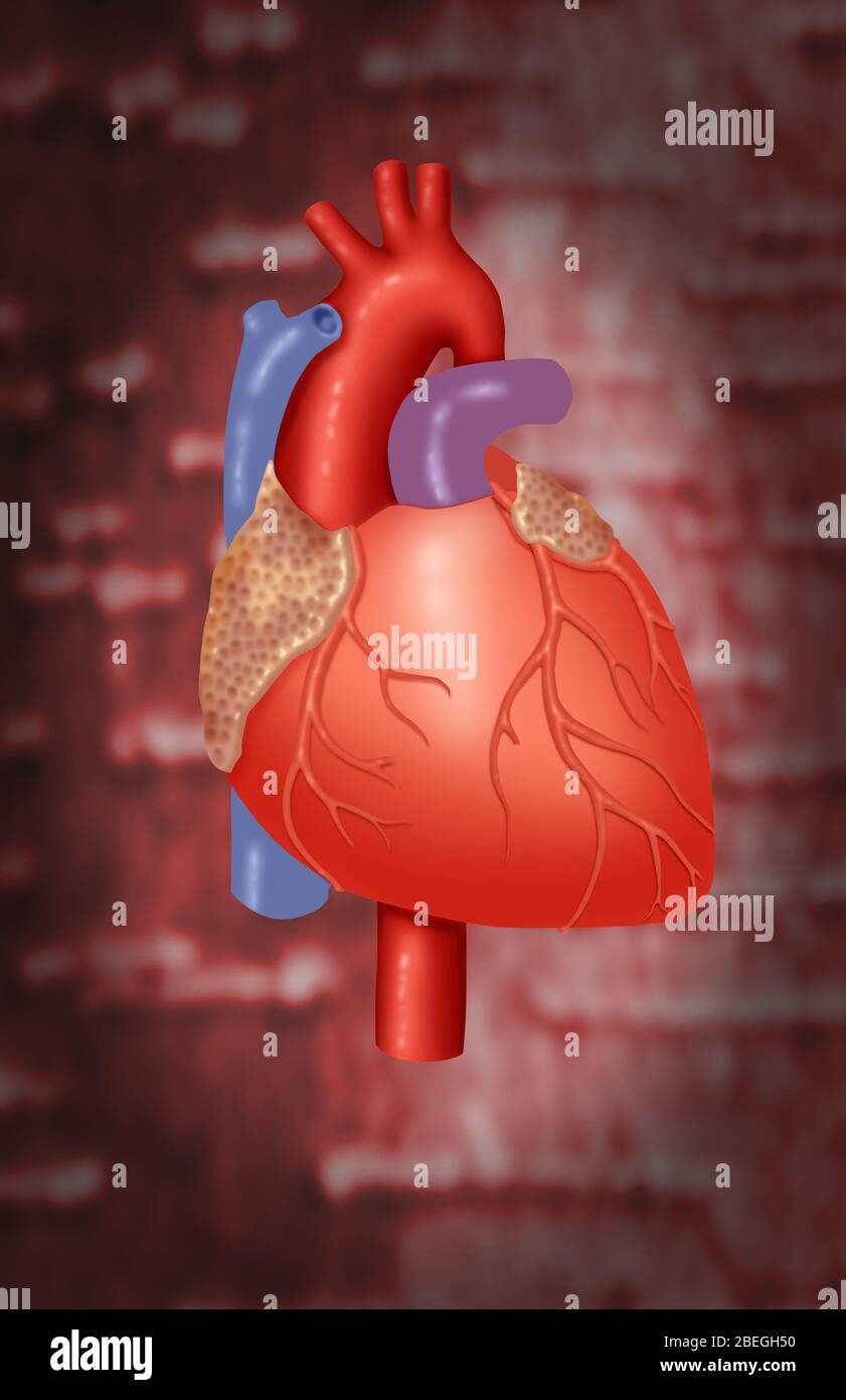 Human heart anatomy hi-res stock photography and images - Alamy