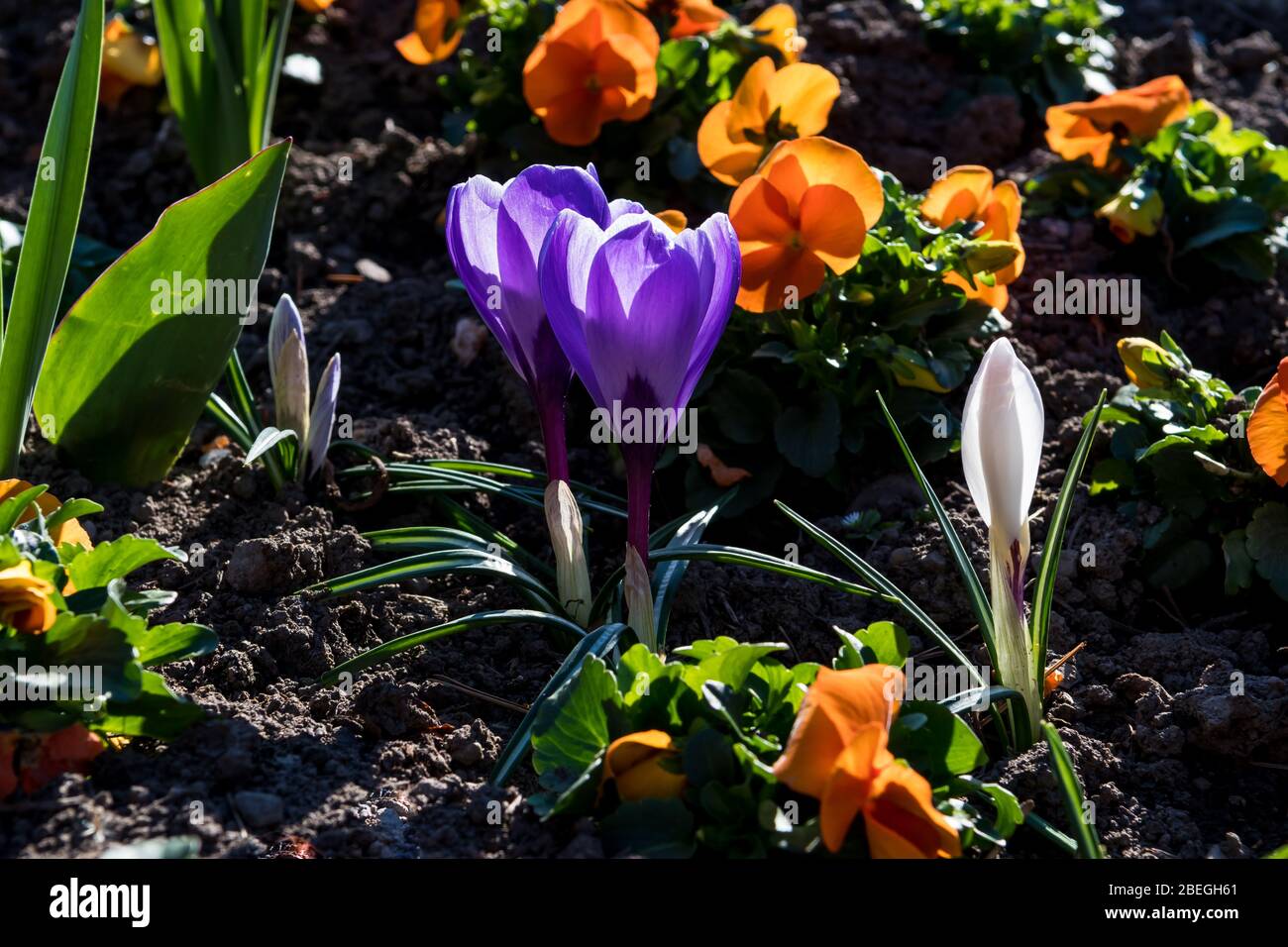 Spring Flowers With Colorful Blossoms In Park Stock Photo - Alamy