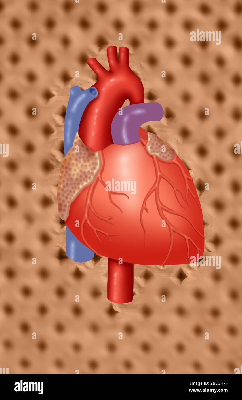 Human heart anatomy hi-res stock photography and images - Alamy