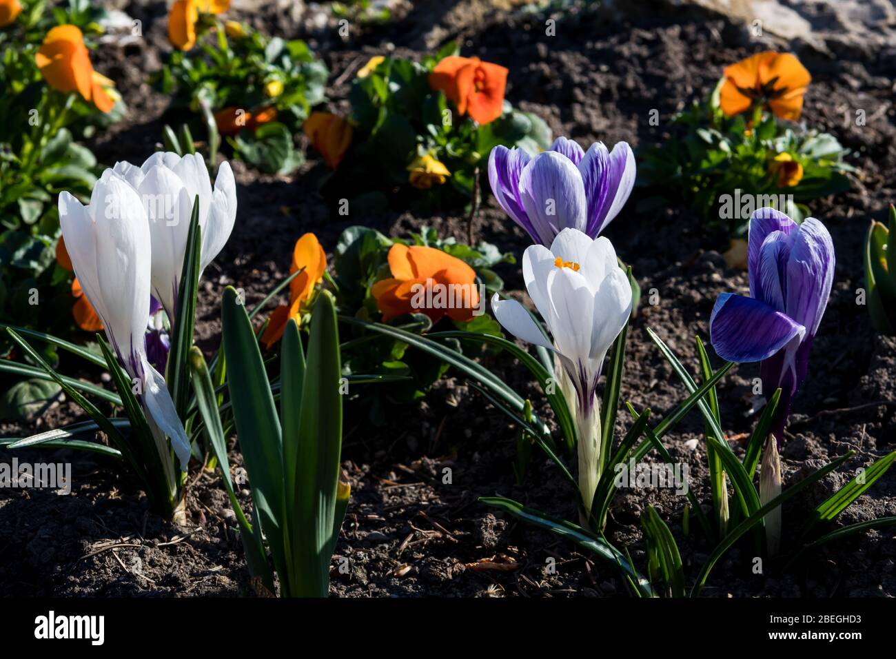 Spring Flowers With Colorful Blossoms In Park Stock Photo - Alamy