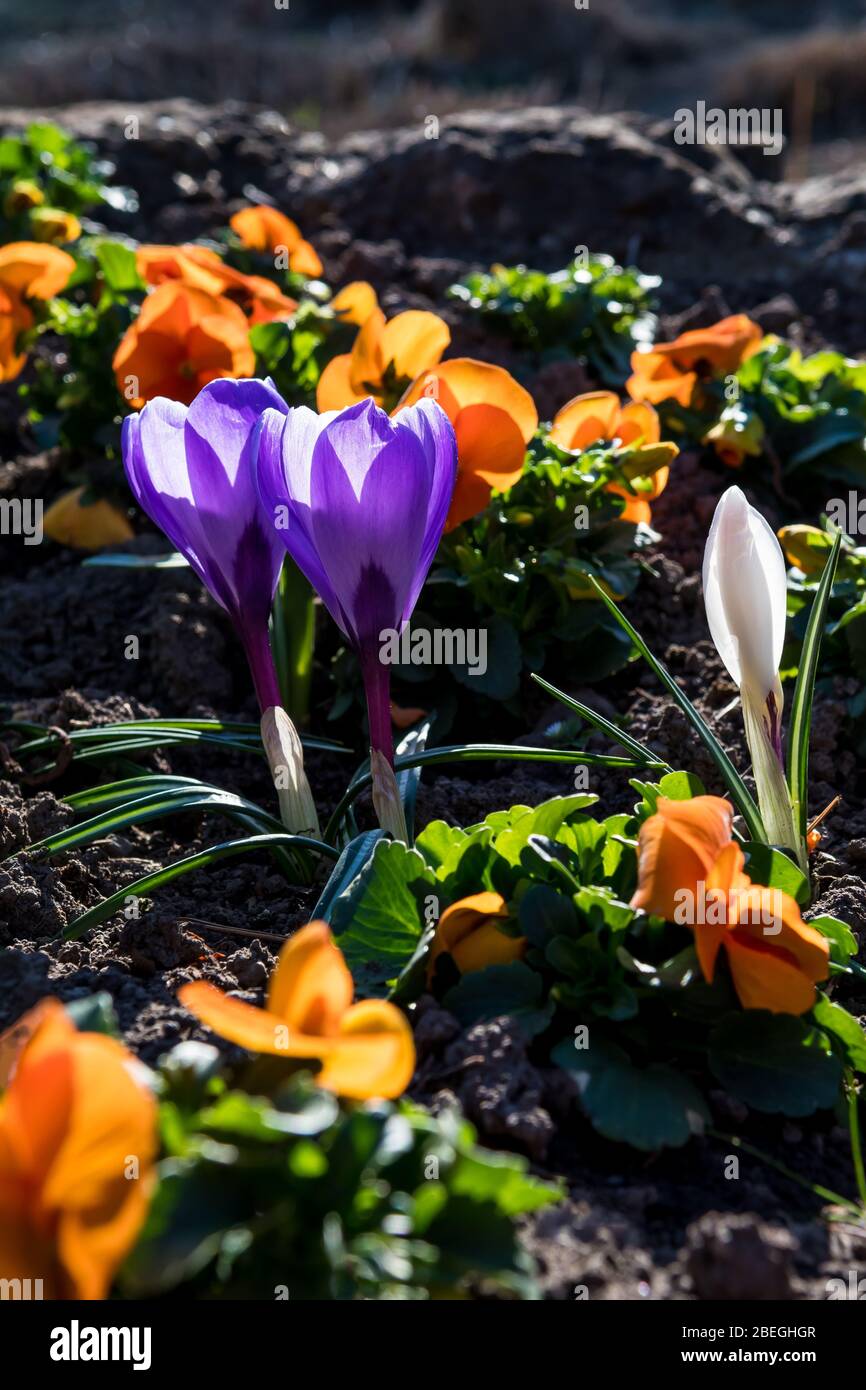 Spring Flowers With Colorful Blossoms In Park Stock Photo - Alamy