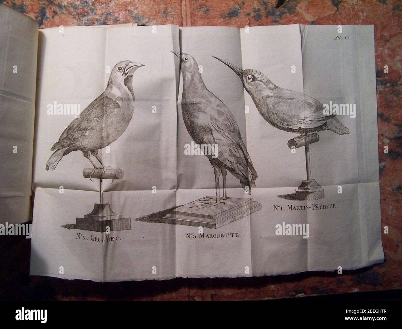 Henon art d empailler Stock Photo - Alamy