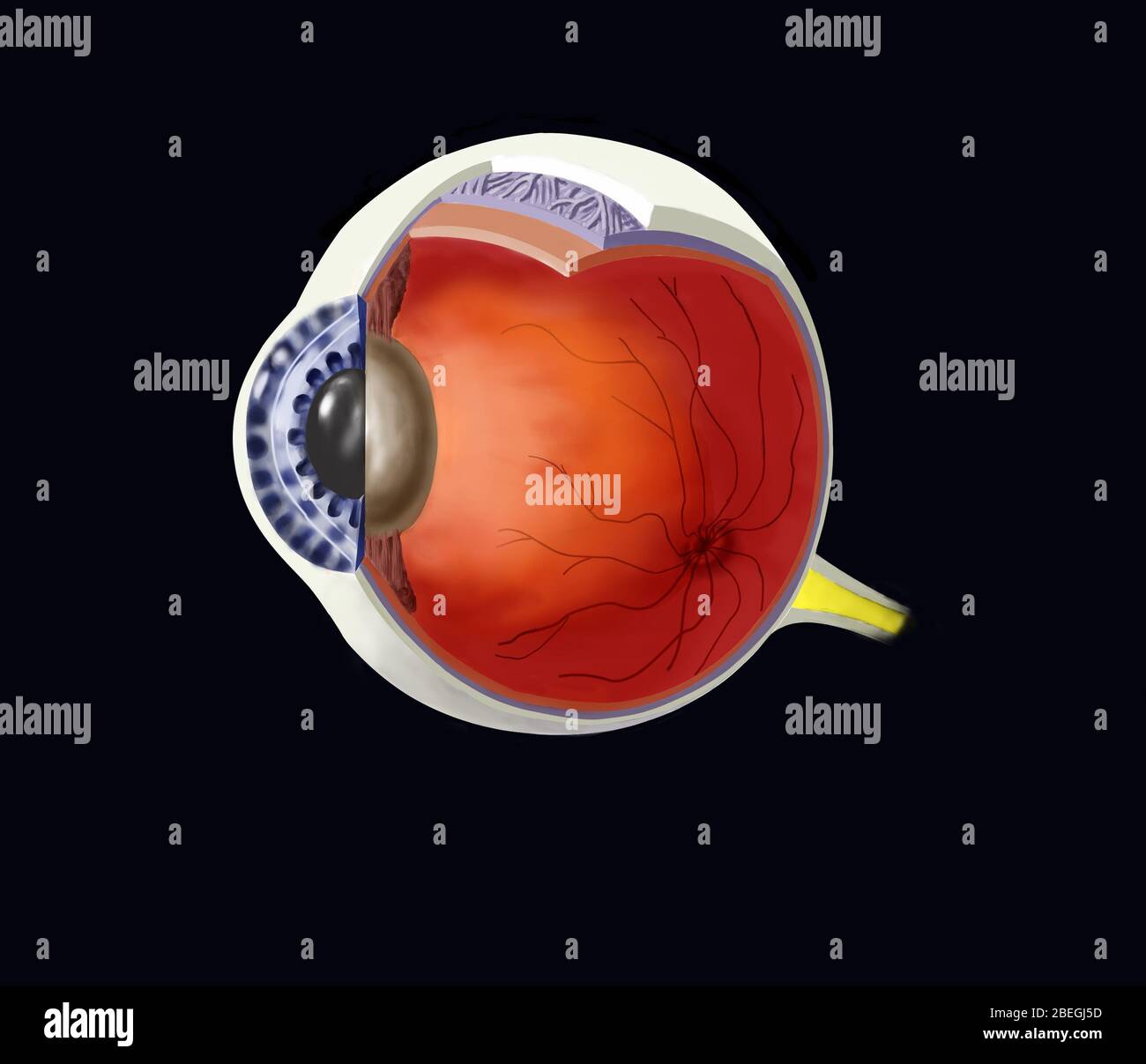 Cross section of the eye hi-res stock photography and images - Alamy