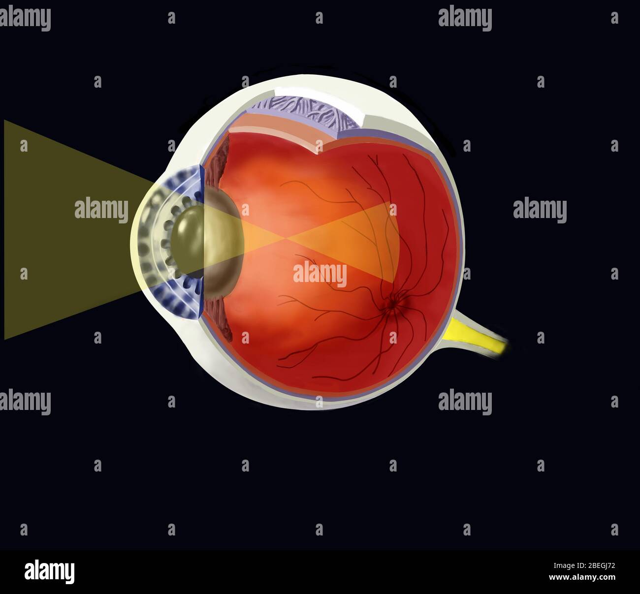 Cross section of the eye hi-res stock photography and images - Alamy
