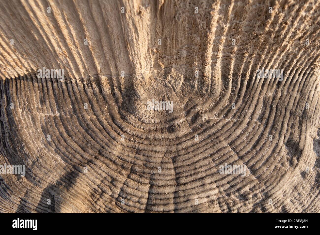 Fancy texture of ancient wooden pillars covered with salt particles ...