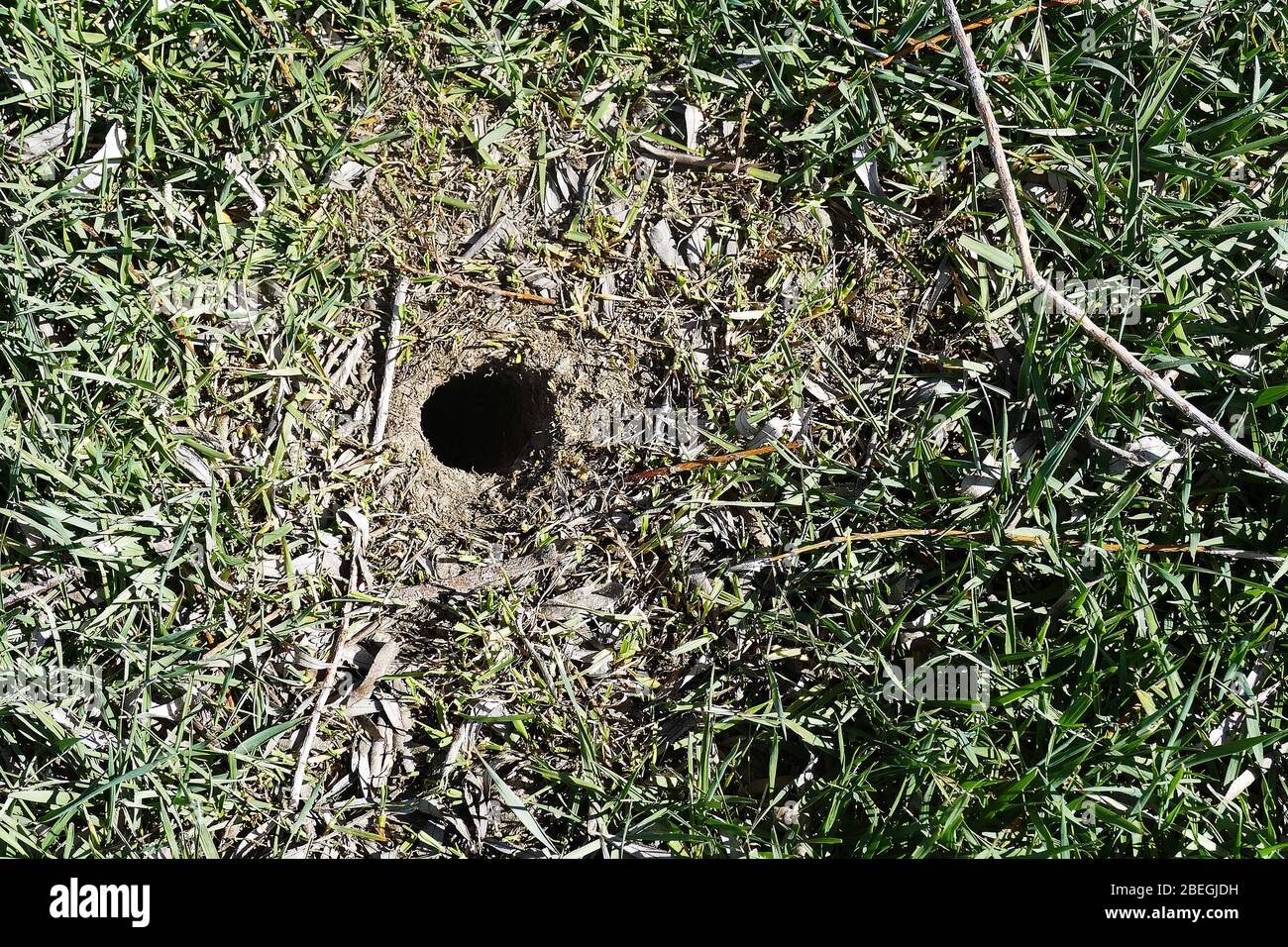Mice nests hi-res stock photography and images - Alamy