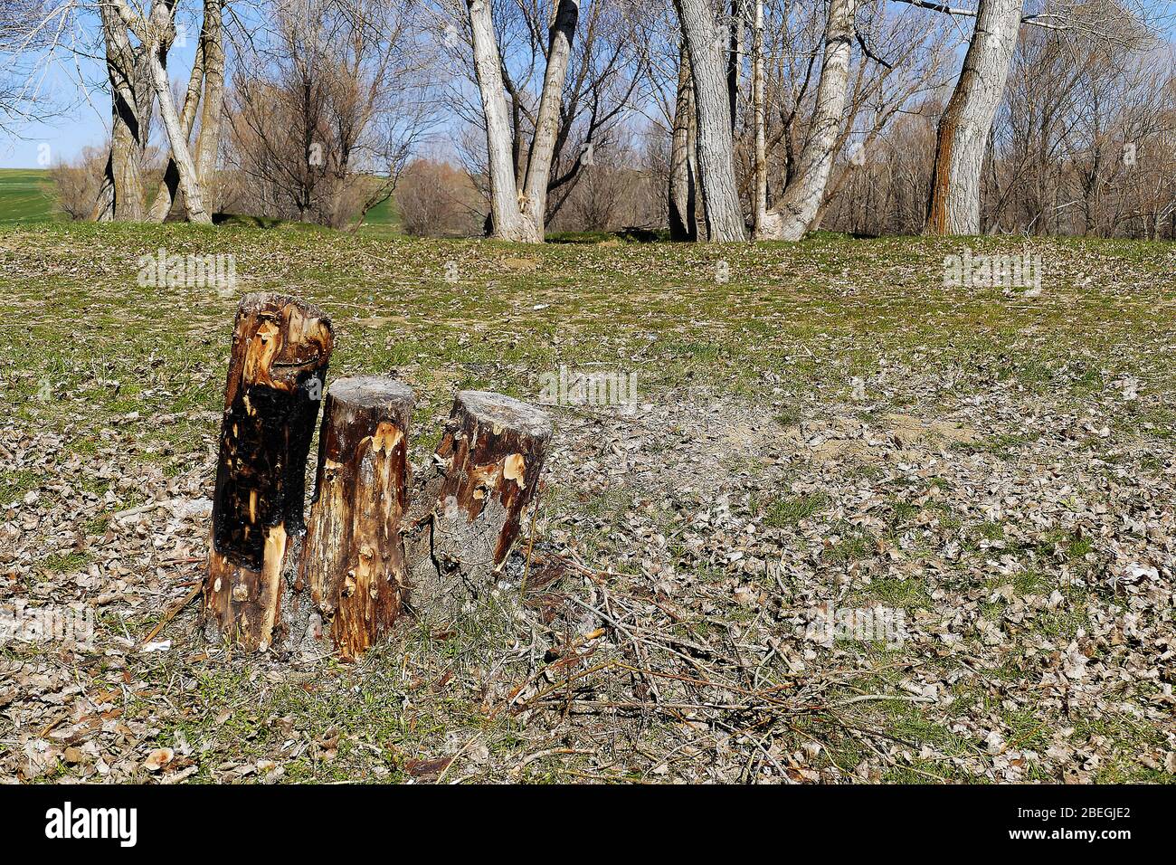 people pollute natural resources, people burn trees, damaged trees ...
