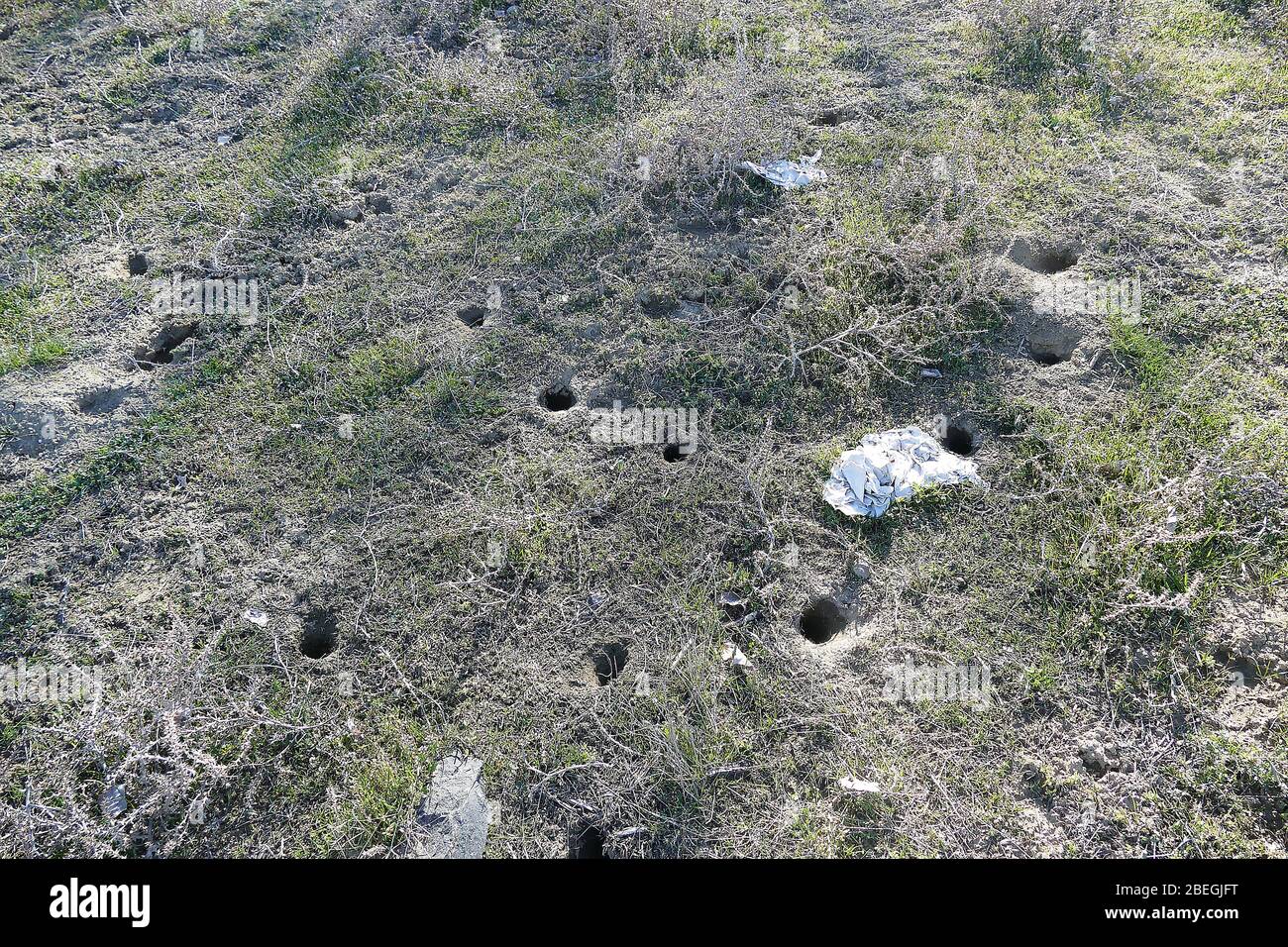mouse nests in nature, mouse nest in a lot of places Stock Photo - Alamy