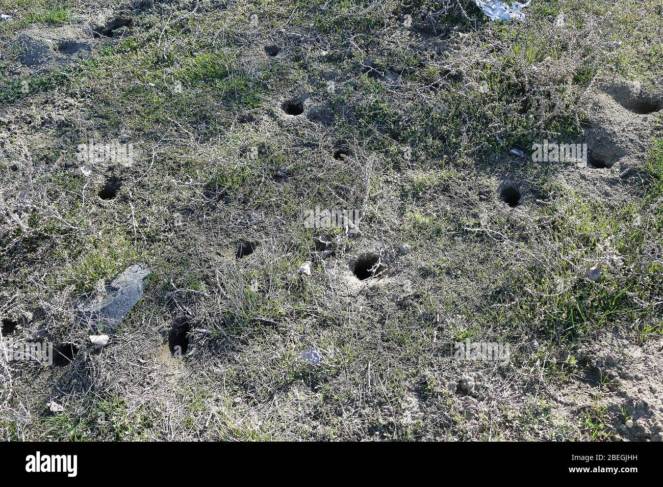 Mouse nests in nature hi-res stock photography and images - Alamy