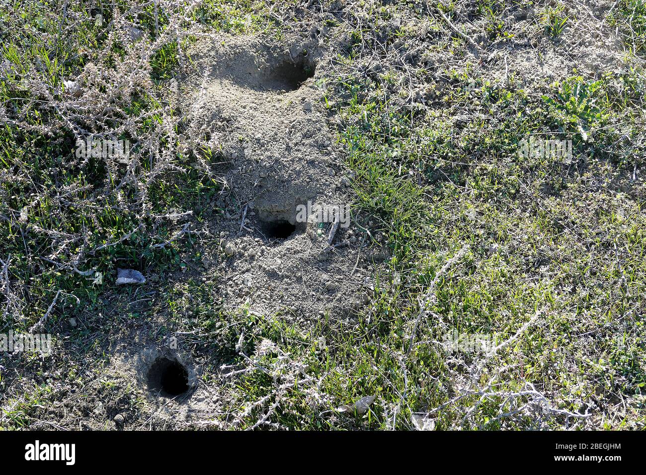 Mouse Nests In Nature High Resolution Stock Photography and Images - Alamy