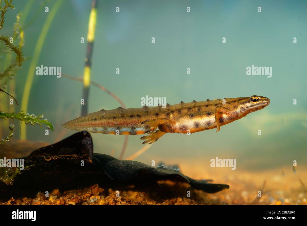 Common newt in pond hi-res stock photography and images - Alamy