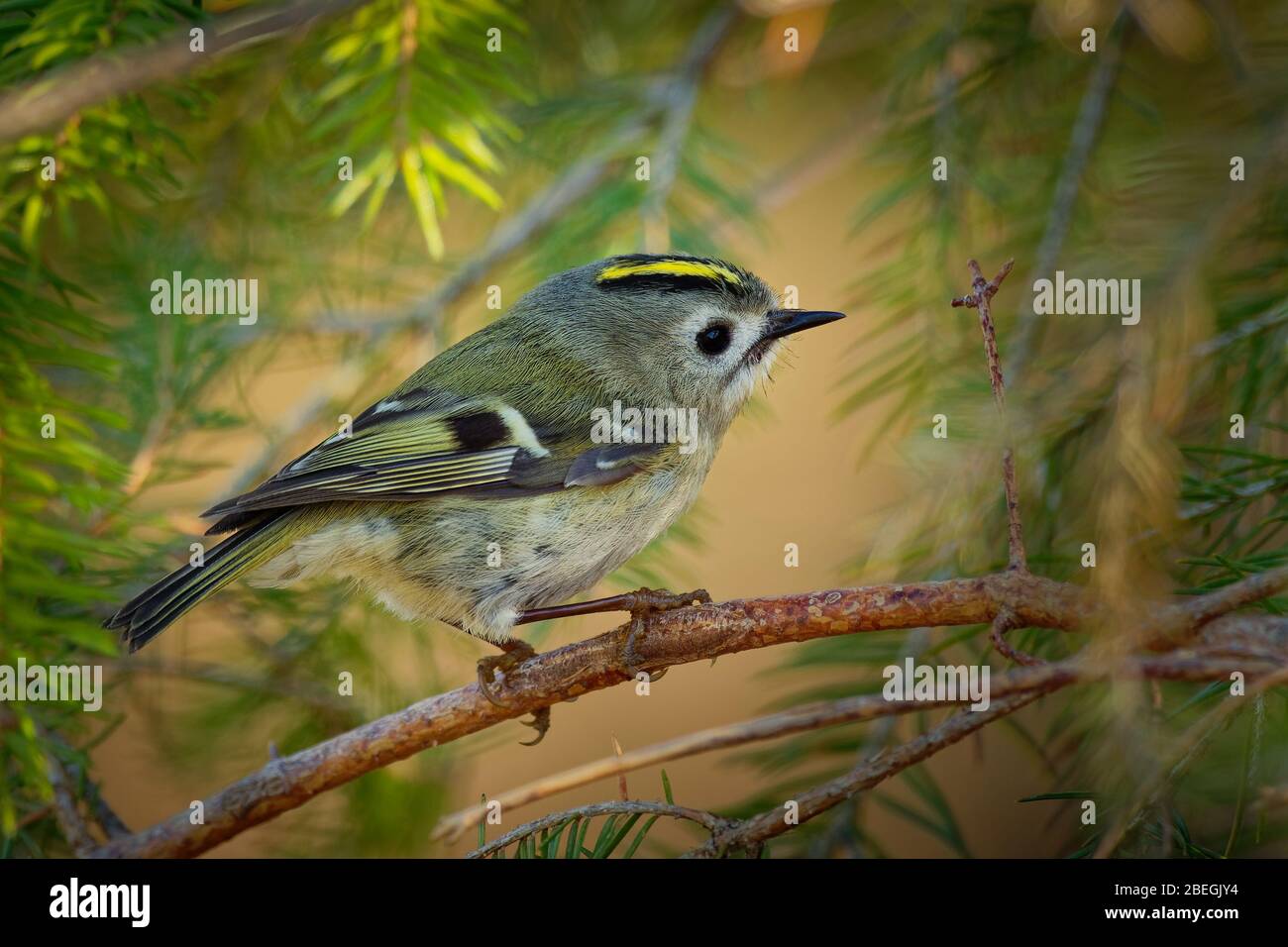 Goldcrest - Regulus regulus sitting on the branch of the spruce. very ...