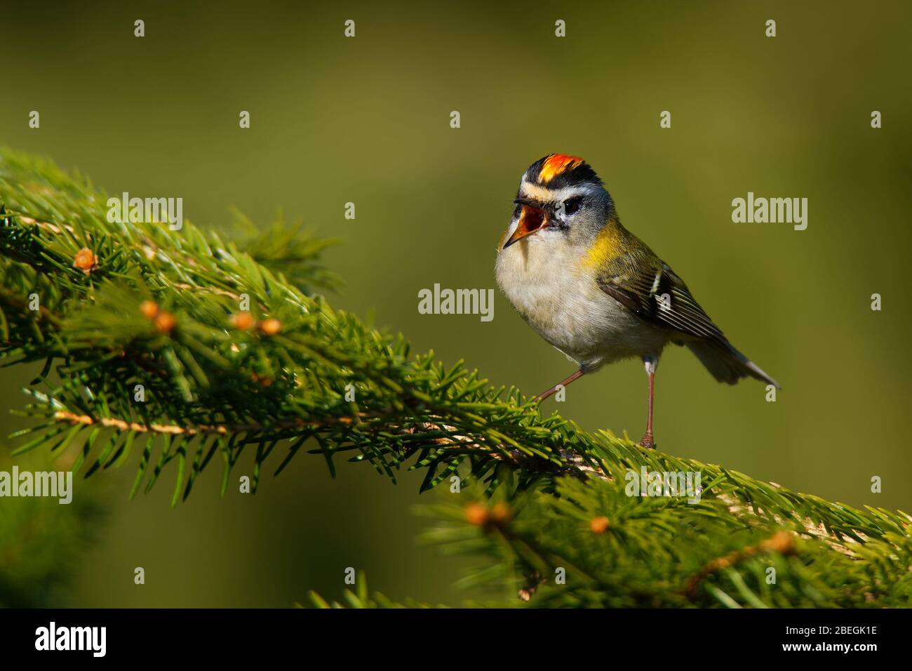 Firecrest - Regulus ignicapilla small forest bird with the yellow crest ...