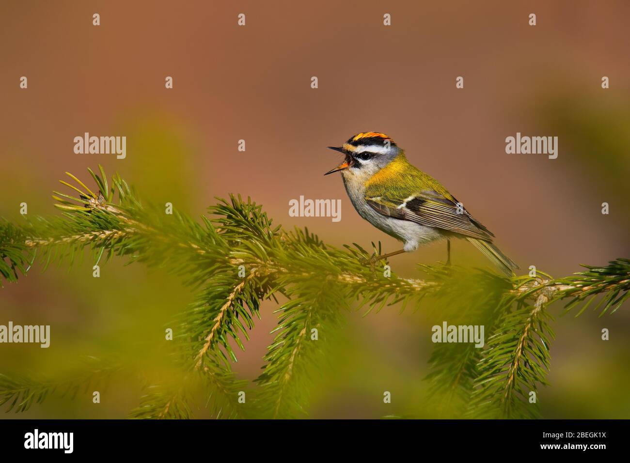 Firecrest - Regulus ignicapilla small forest bird with the yellow crest ...