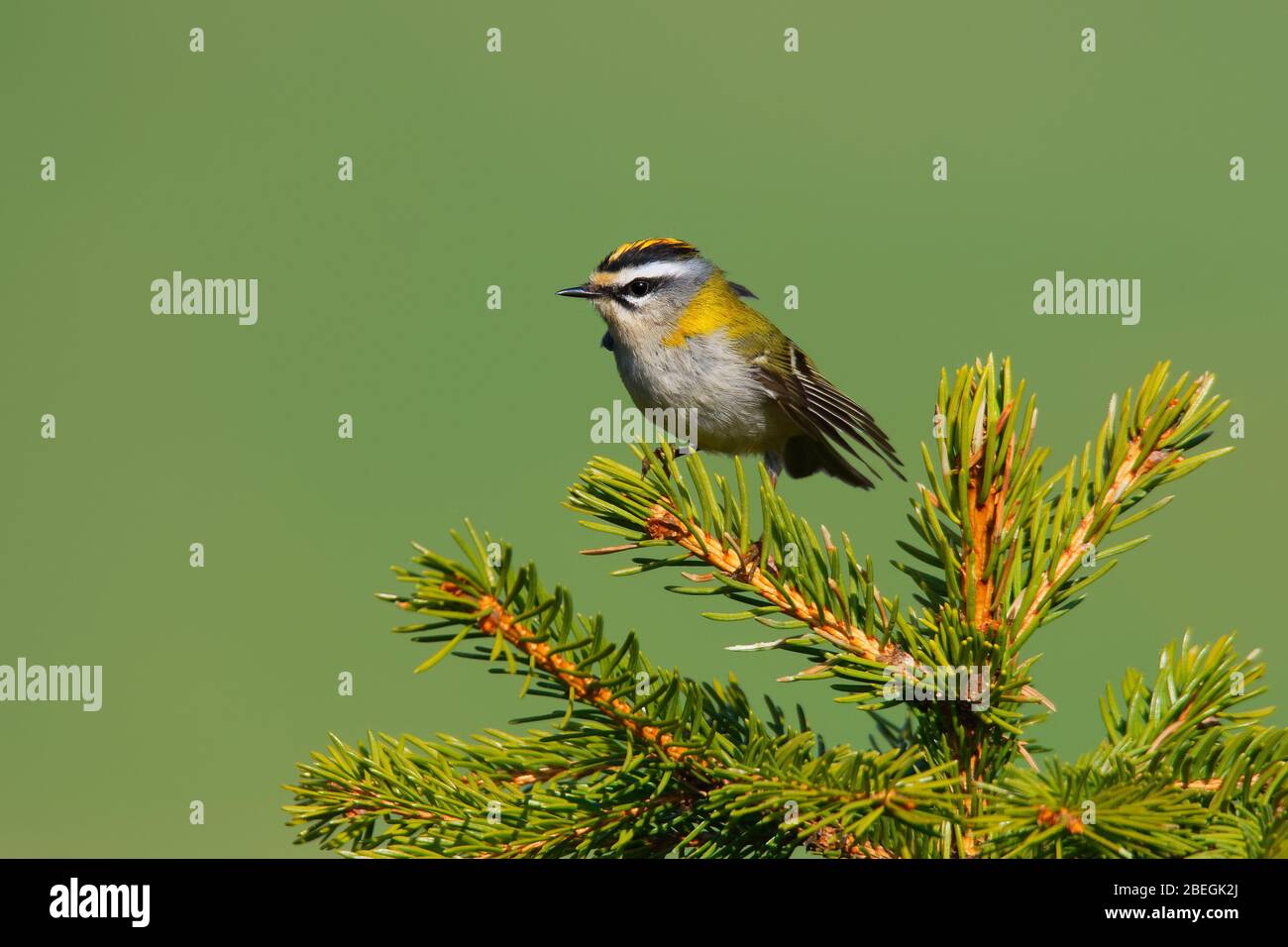 Firecrest - Regulus ignicapilla small forest bird with the yellow crest ...