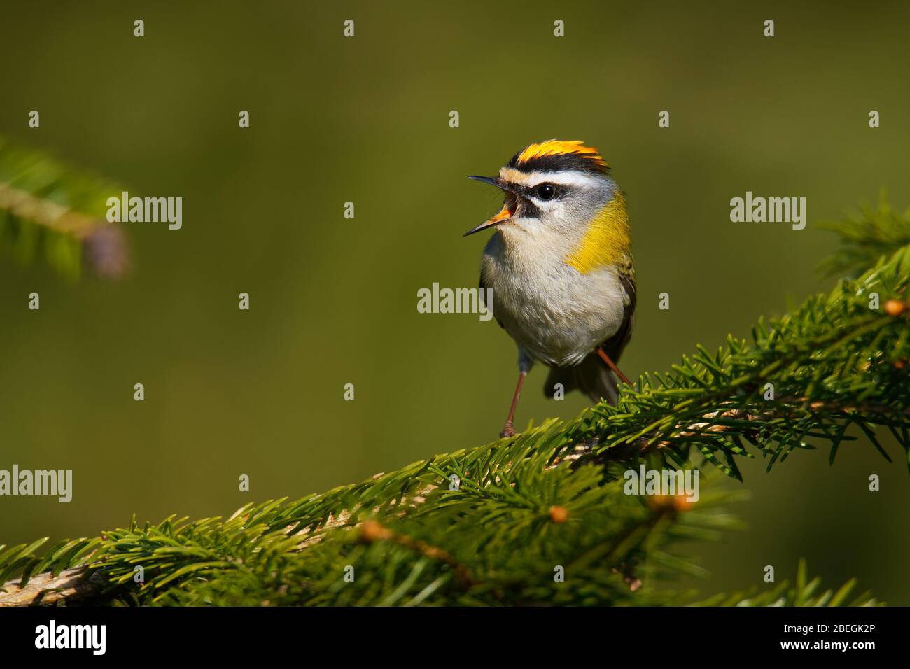 Firecrest - Regulus ignicapilla small forest bird with the yellow crest ...