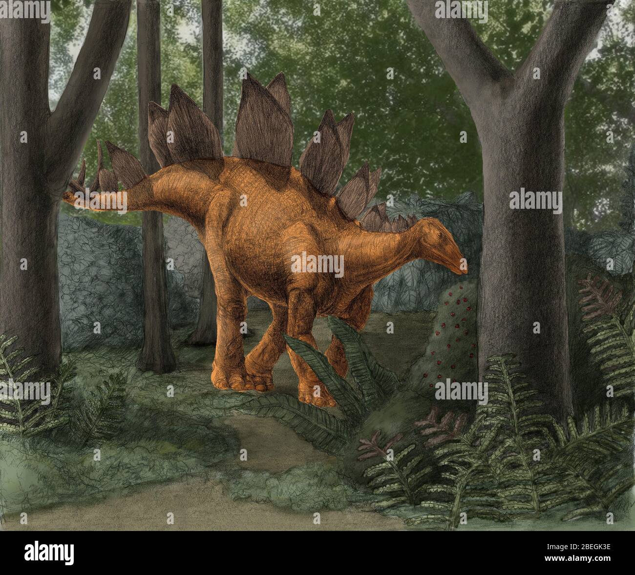Stegosaurus illustration hi-res stock photography and images - Alamy