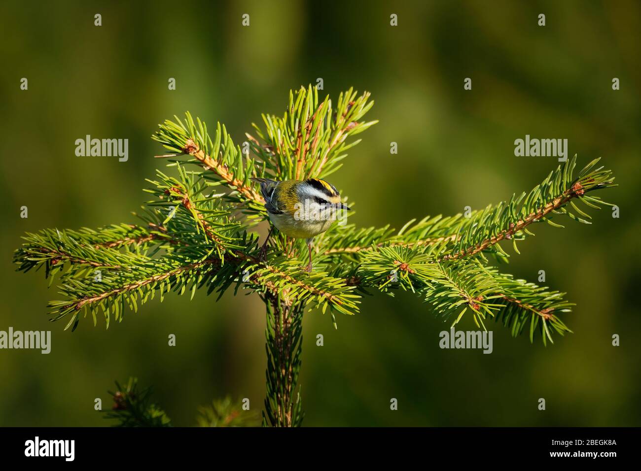 Firecrest - Regulus ignicapilla small forest bird with the yellow crest ...