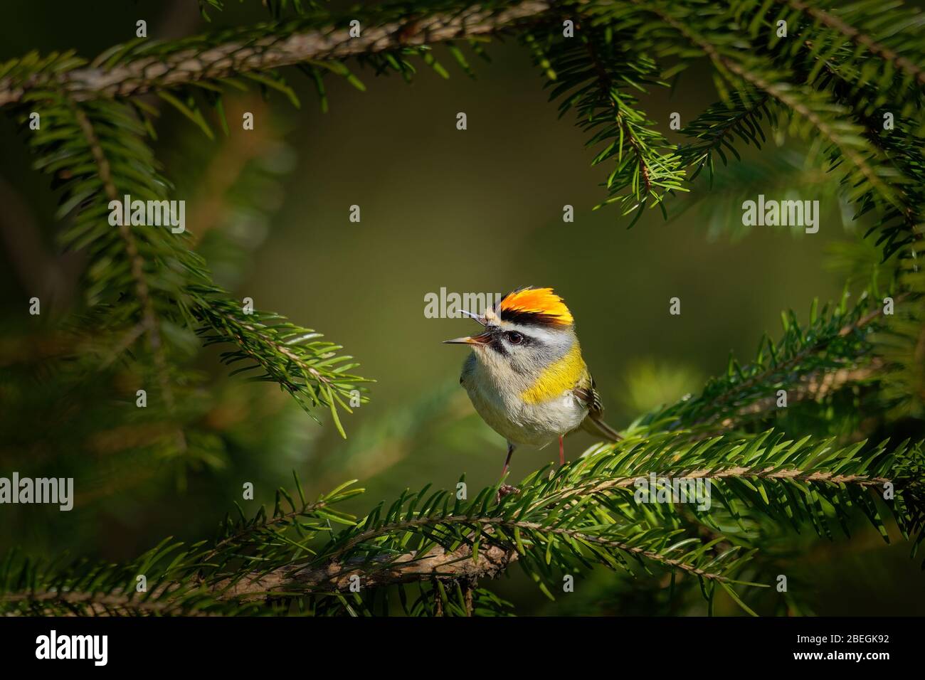 Firecrest - Regulus ignicapilla small forest bird with the yellow crest ...