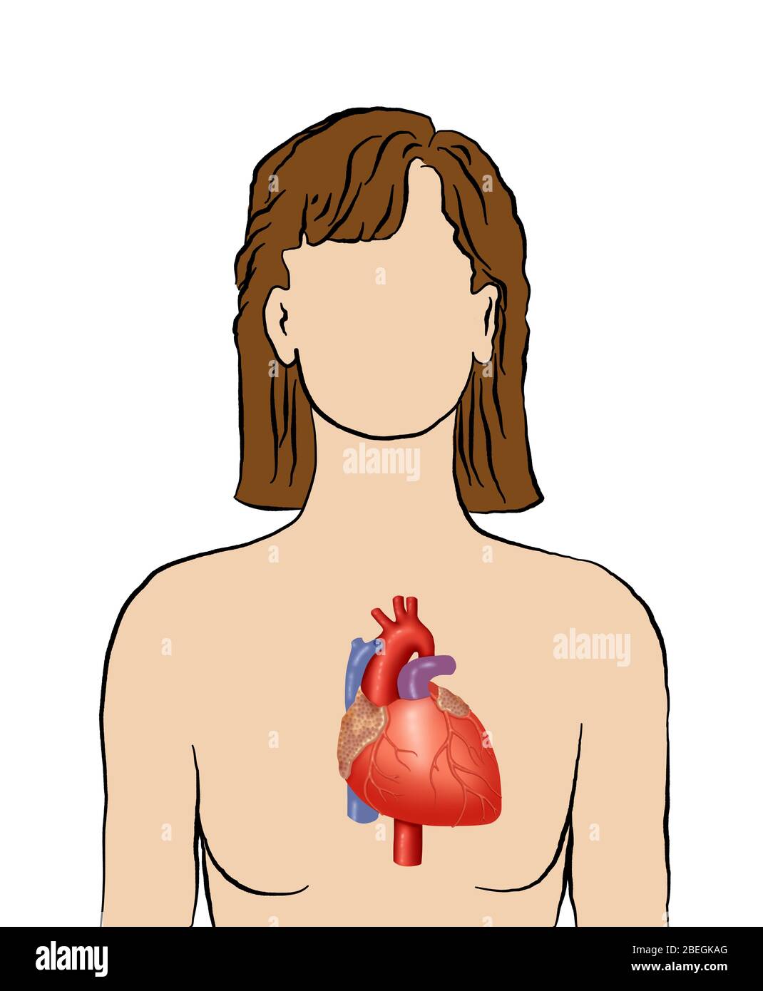 Position of the heart Stock Photo - Alamy
