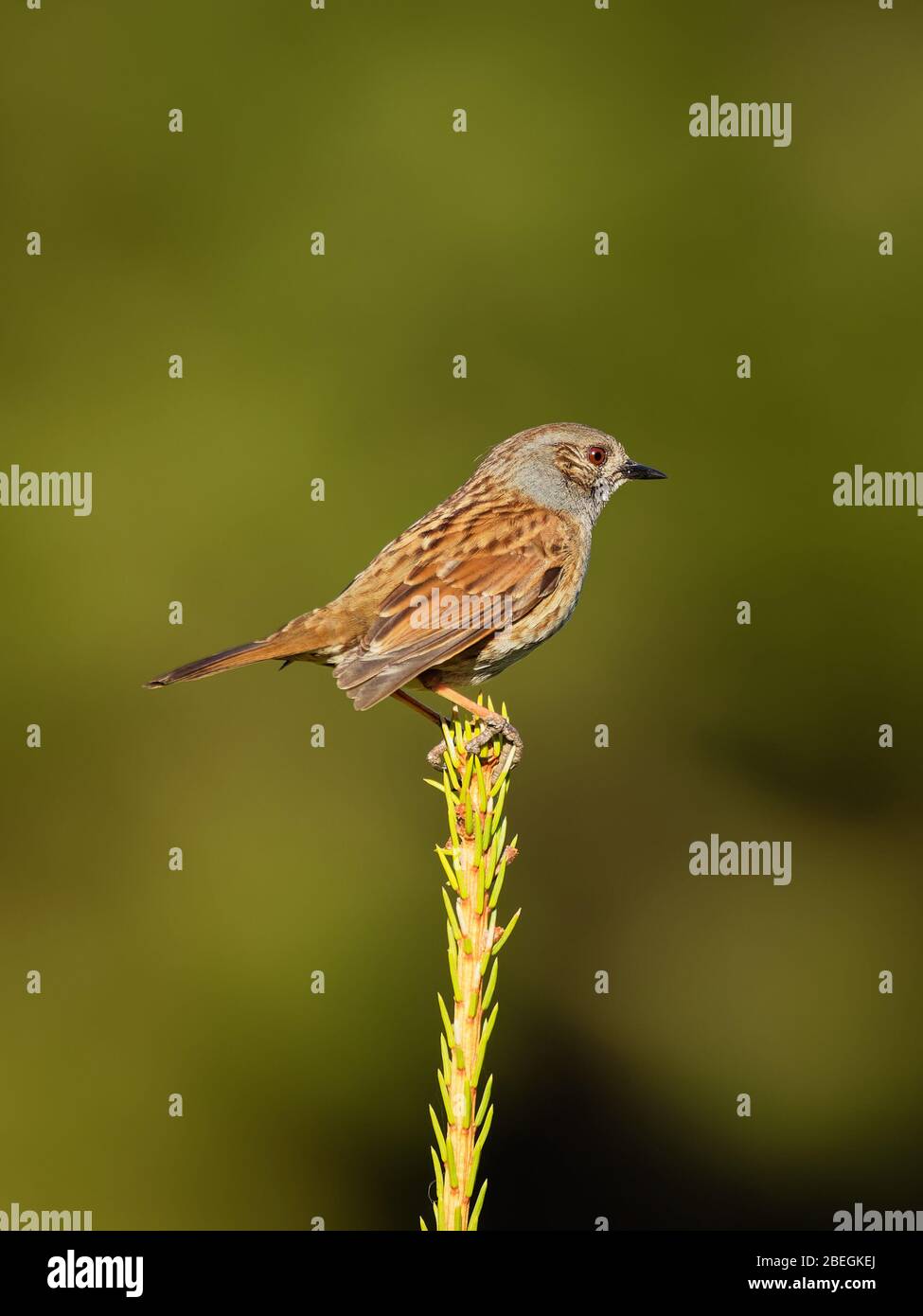 Asian Songbird High Resolution Stock Photography and Images - Alamy