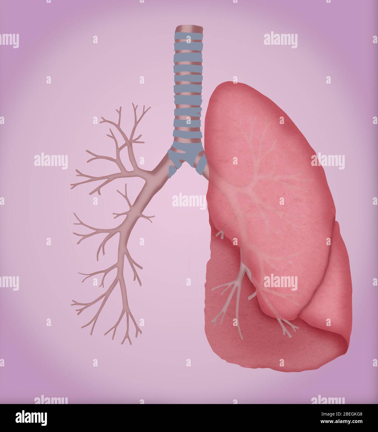 Respiratory System Bronchial Tubes