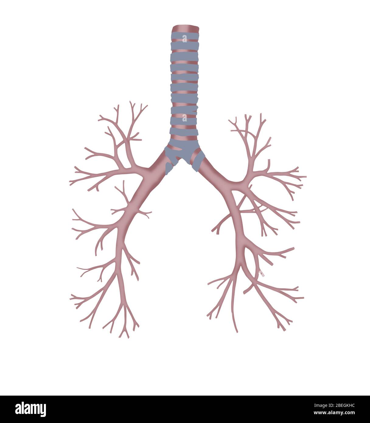 Bronchus hi-res stock photography and images - Alamy