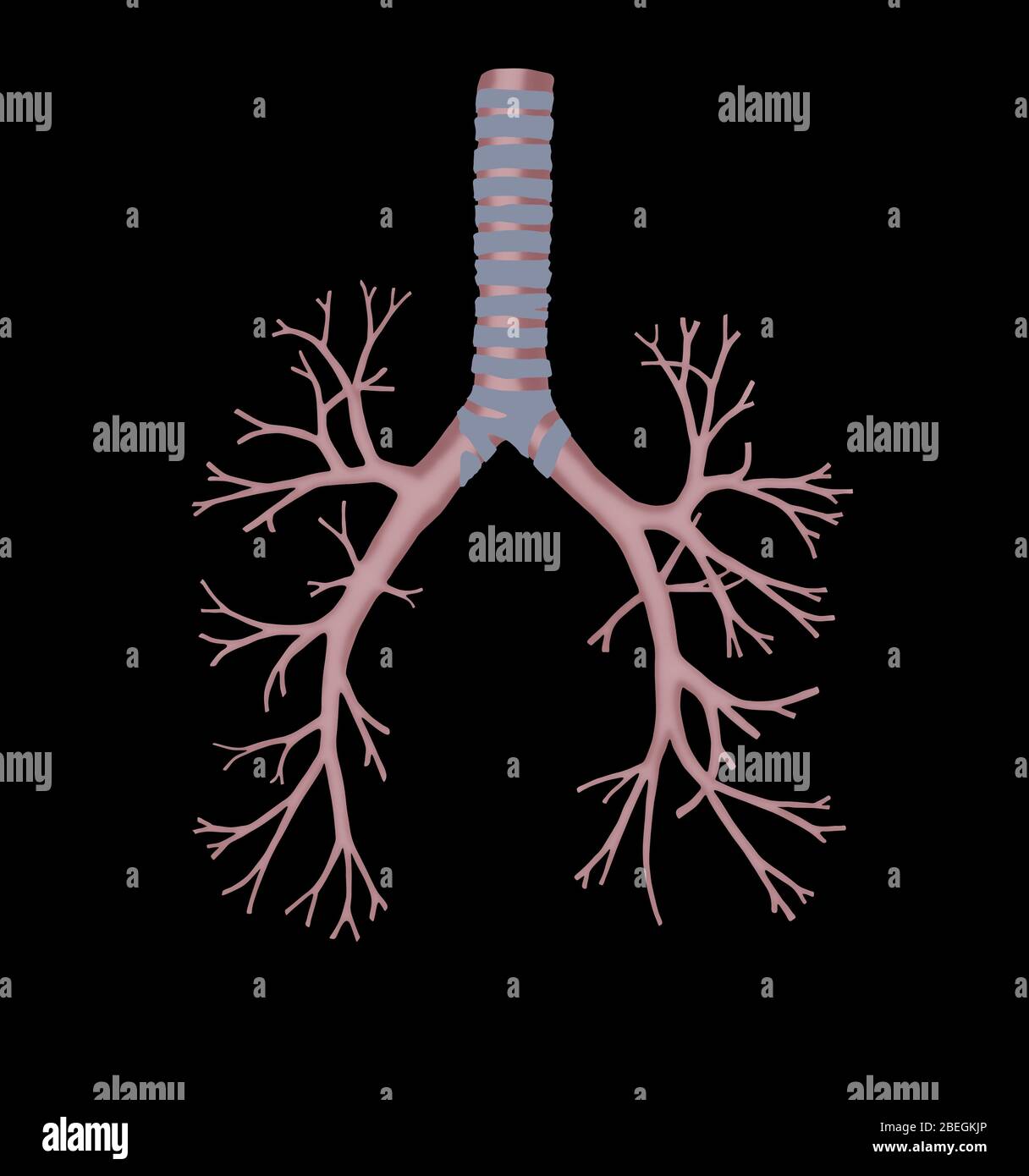 Bronchus hi-res stock photography and images - Alamy