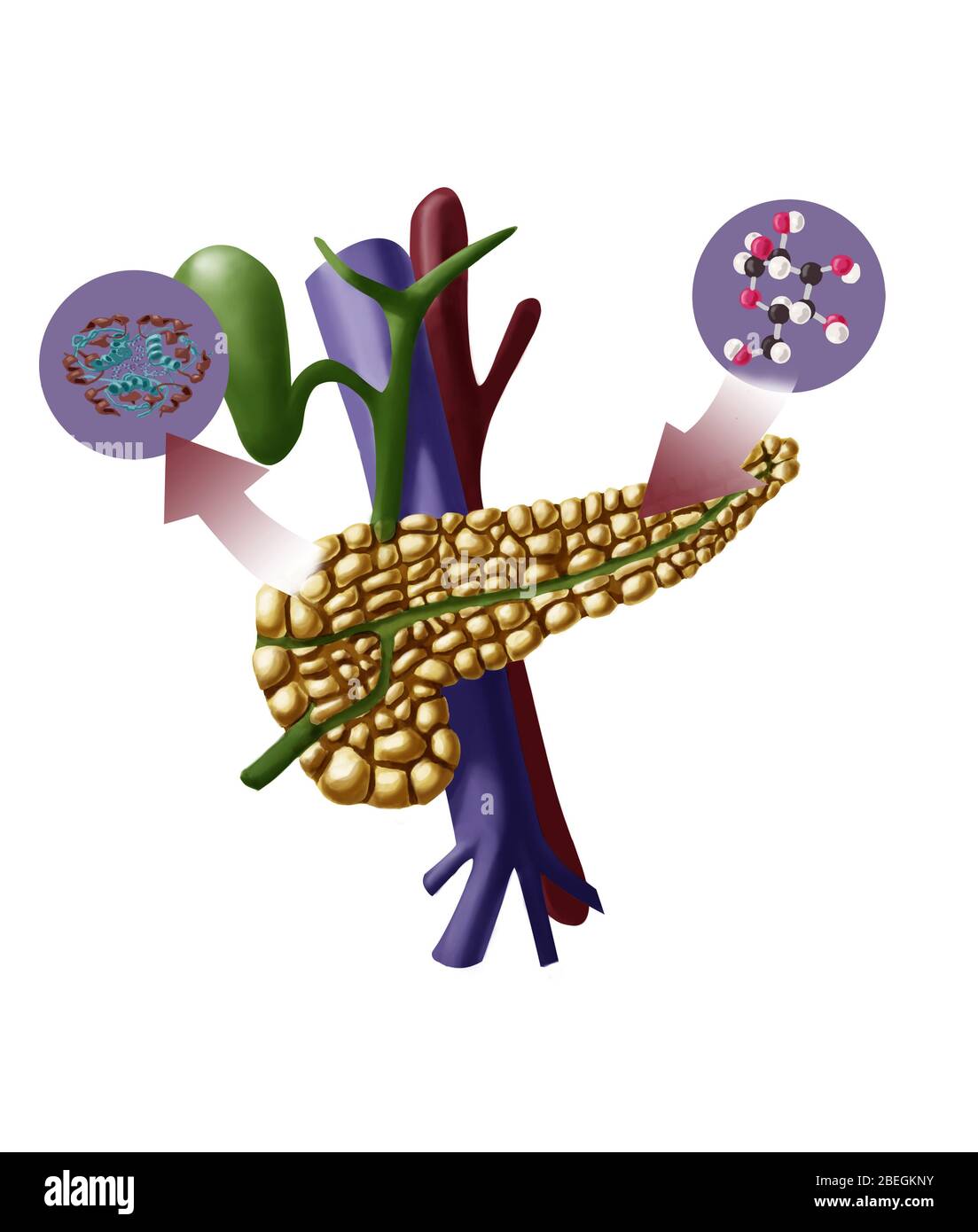 Insulin production Cut Out Stock Images & Pictures - Alamy