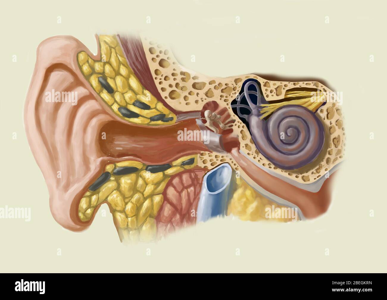 Inner ear anatomy hi-res stock photography and images - Alamy