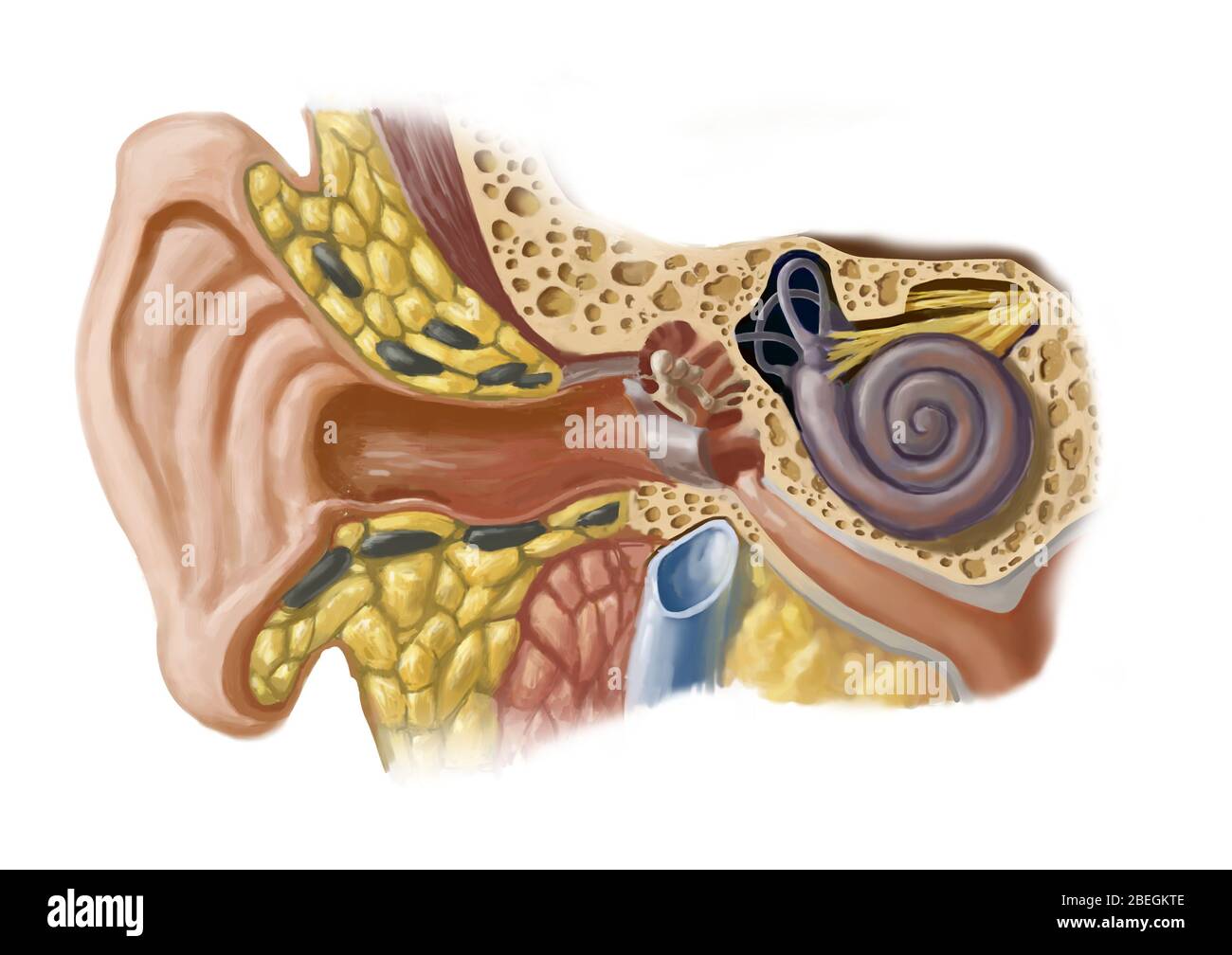 External auditory meatus hi-res stock photography and images - Alamy