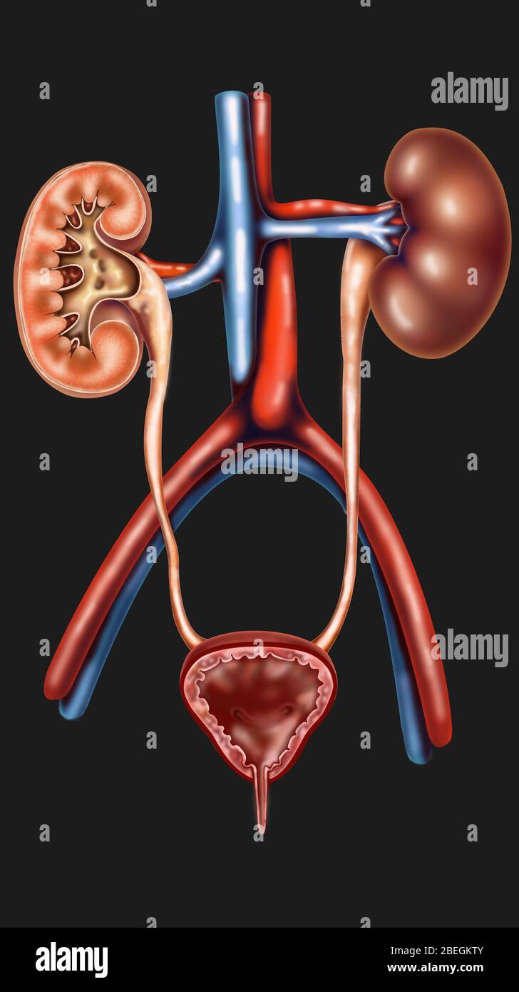 The Urinary System Stock Photo - Alamy
