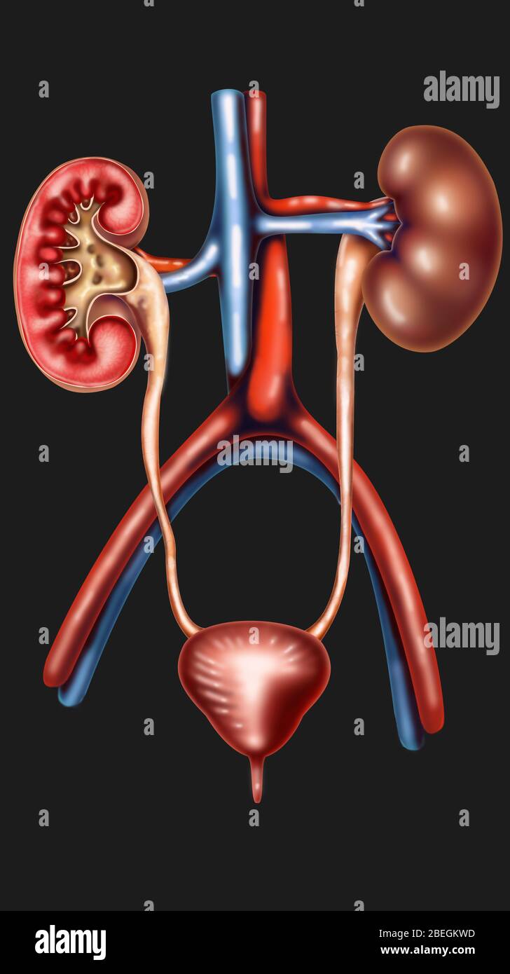Structure of the nephron hi-res stock photography and images - Alamy