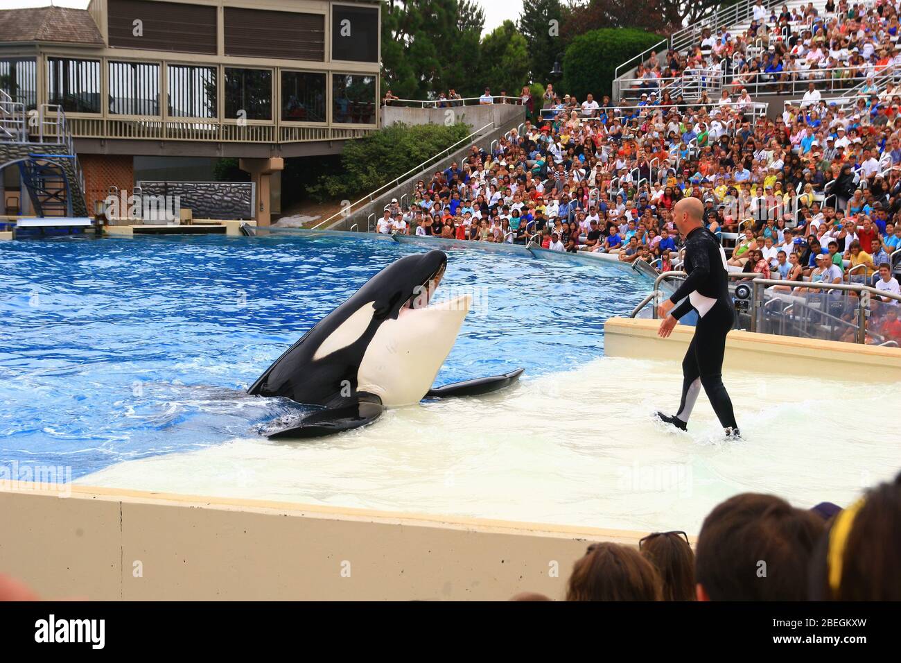 Killer whale whales show orca hi-res stock photography and images - Alamy