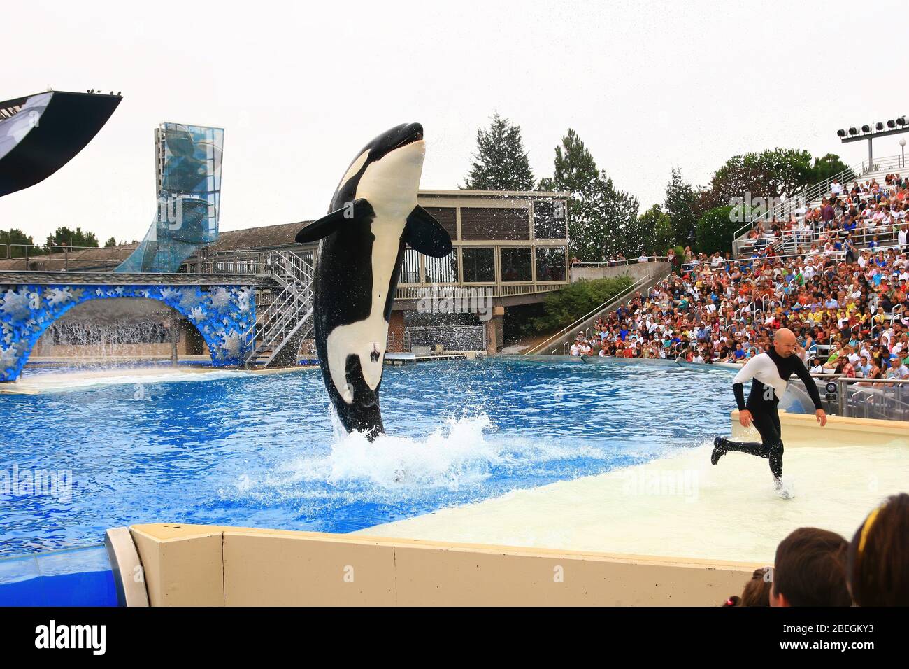 San Diego, AUG 19, 2009 - Killer Whales sea animal show at SeaWorld ...