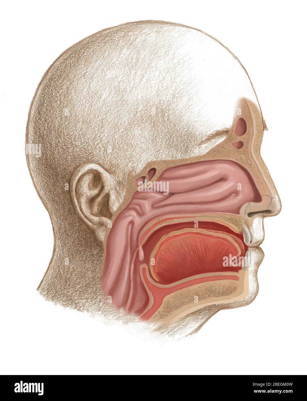 Nasopharynx Model Labeled