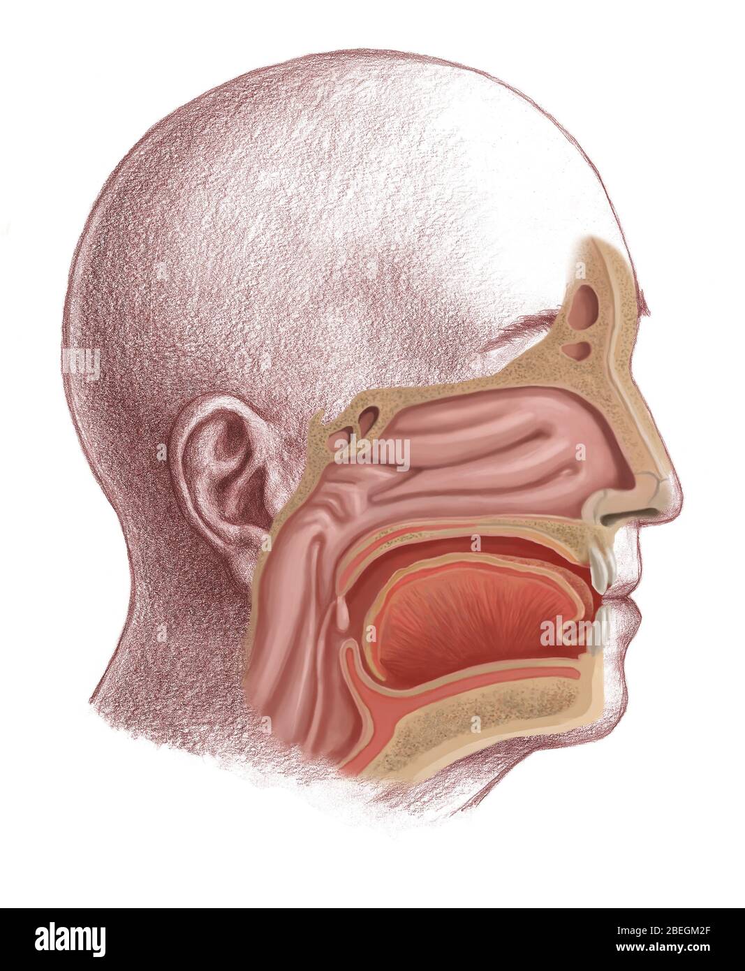 Nasopharynx hi-res stock photography and images - Alamy