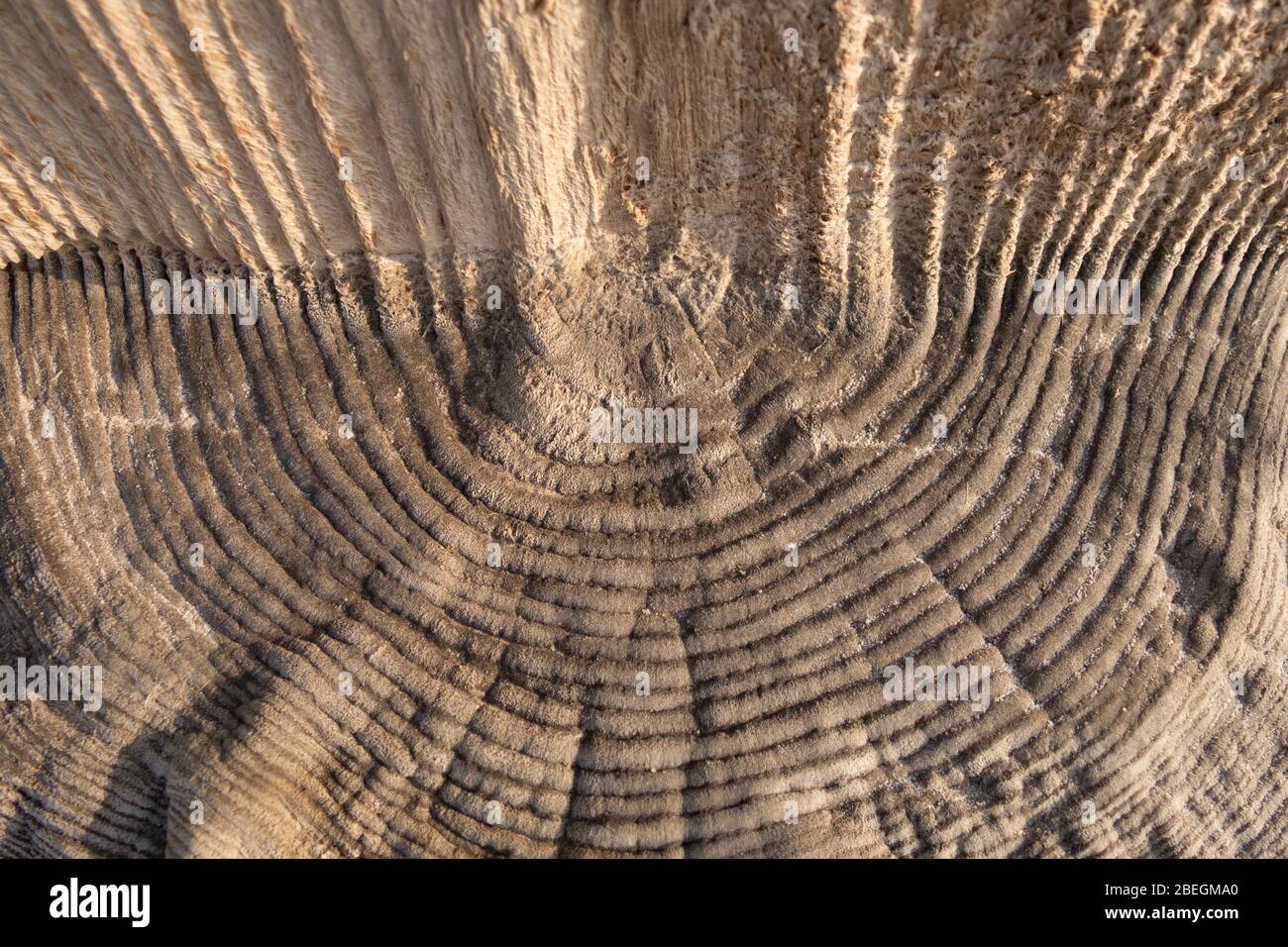 Fancy texture of ancient wooden pillars covered with salt particles ...