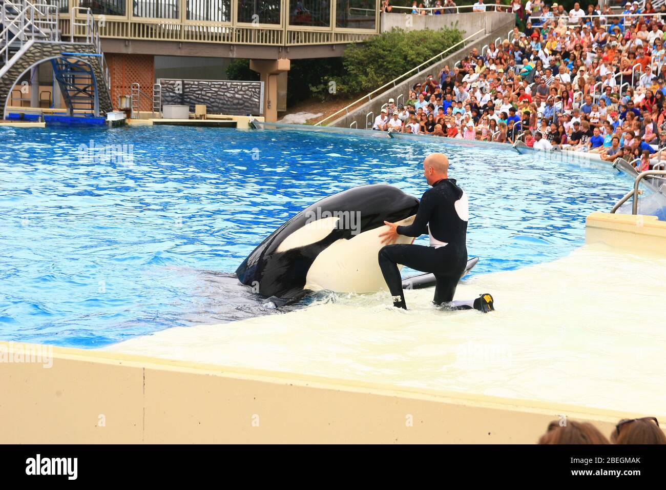 Sea world animals san diego hi-res stock photography and images - Alamy