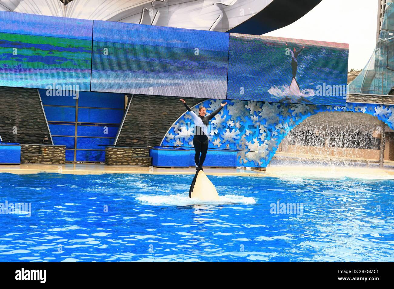 San Diego, AUG 19, 2009 - Killer Whales sea animal show at SeaWorld ...