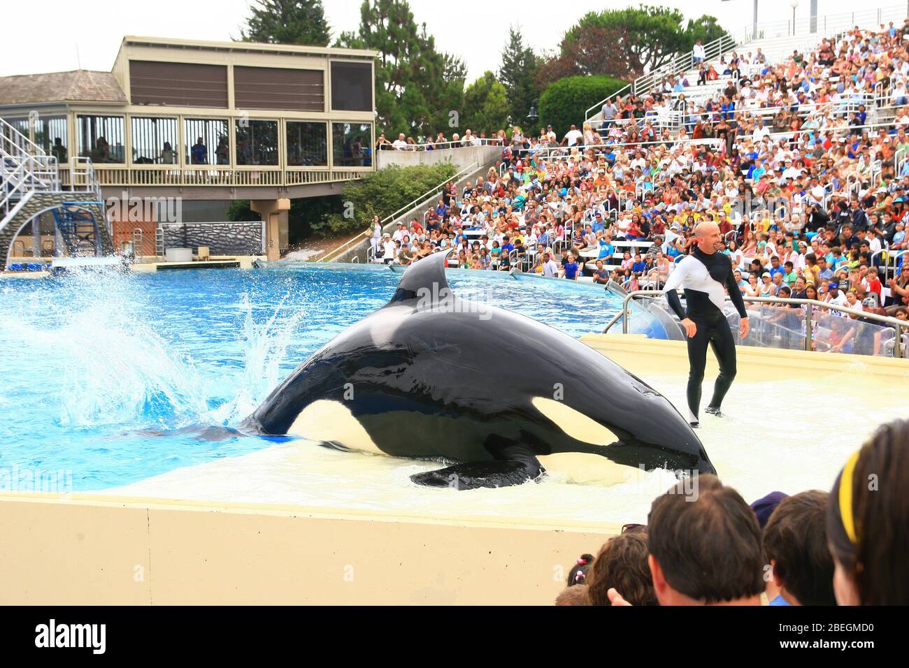 San Diego, AUG 19, 2009 - Killer Whales sea animal show at SeaWorld ...