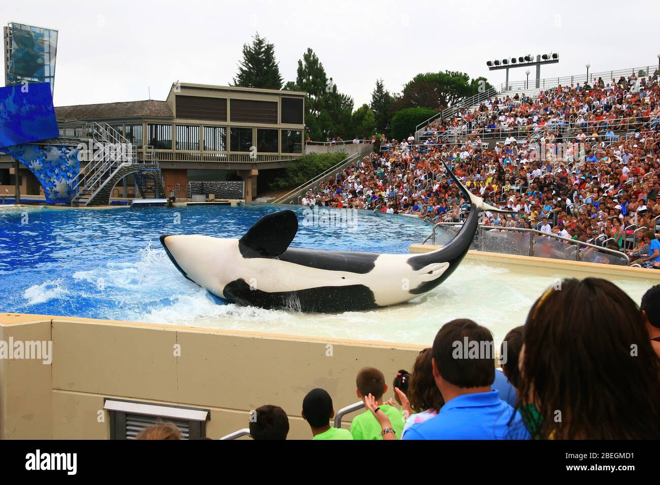 San Diego, AUG 19, 2009 - Killer Whales sea animal show at SeaWorld ...