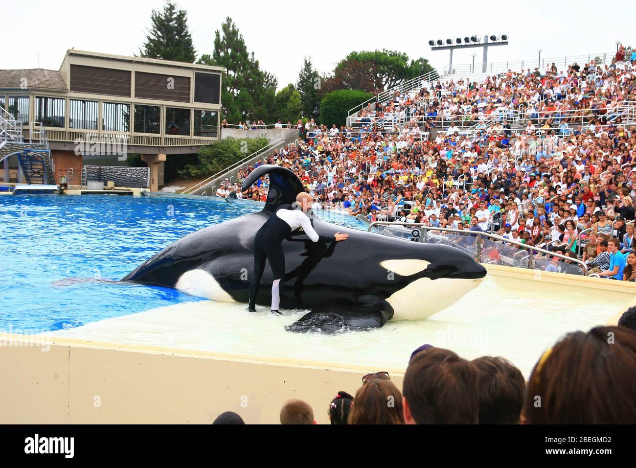 San Diego, AUG 19, 2009 - Killer Whales sea animal show at SeaWorld ...