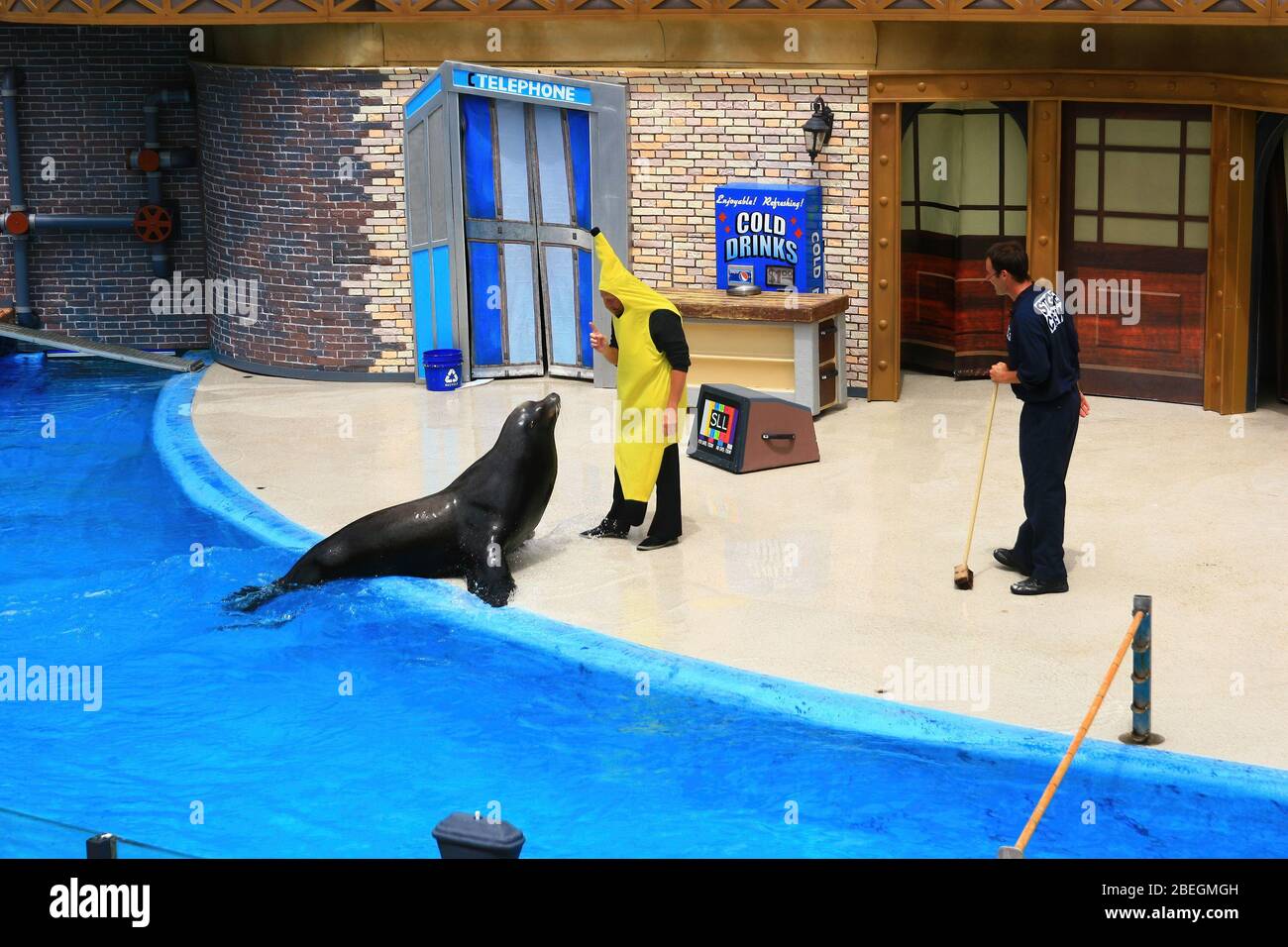 Seal seaworld hi-res stock photography and images - Alamy