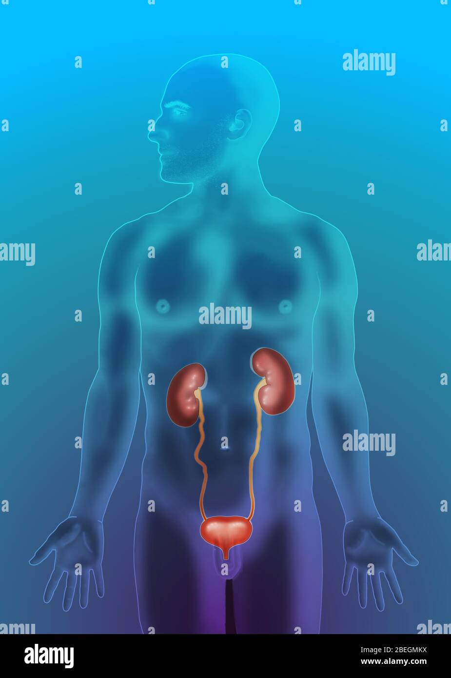 Anatomical Position of Urinary System Stock Photo - Alamy
